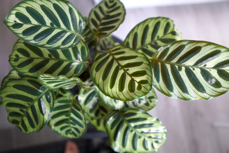 Kalatea / Calathea - Skötsel, Sticklingar, Vattning och Näring