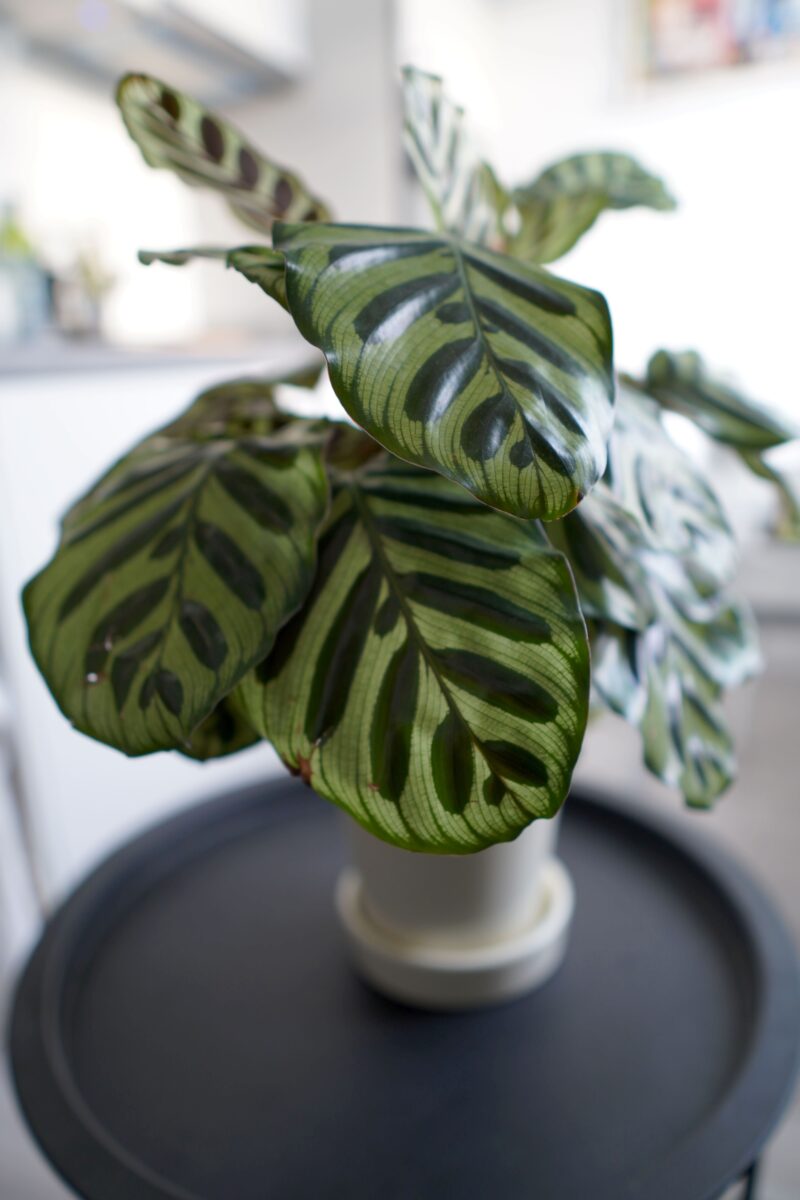 Kalatea / Calathea - Skötsel, Sticklingar, Vattning och Näring